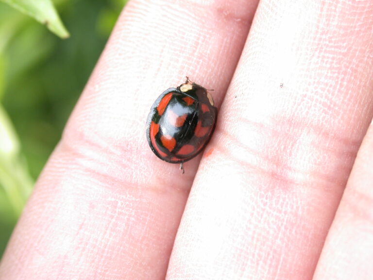 How to see the biggest ladybug - Nature ＆ Culture of Japan