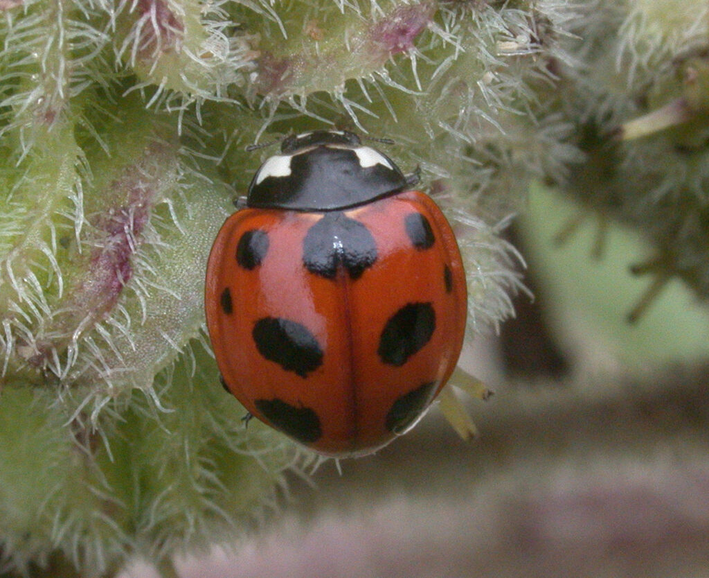 Nine-spotted Ladybug - Nature ＆ Culture of Japan