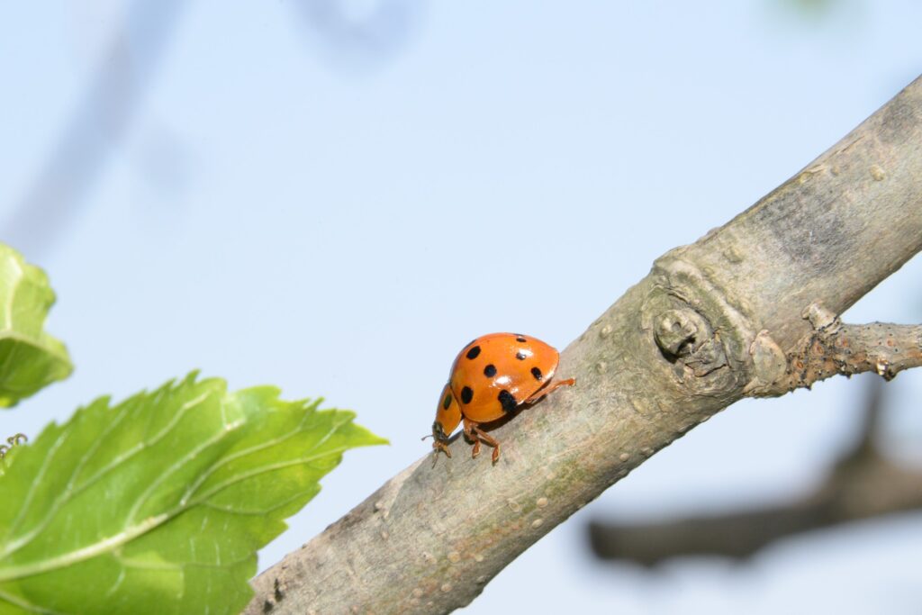 Where the huge ladybug, Callicaria superba, goes? - Nature ＆ Culture of ...