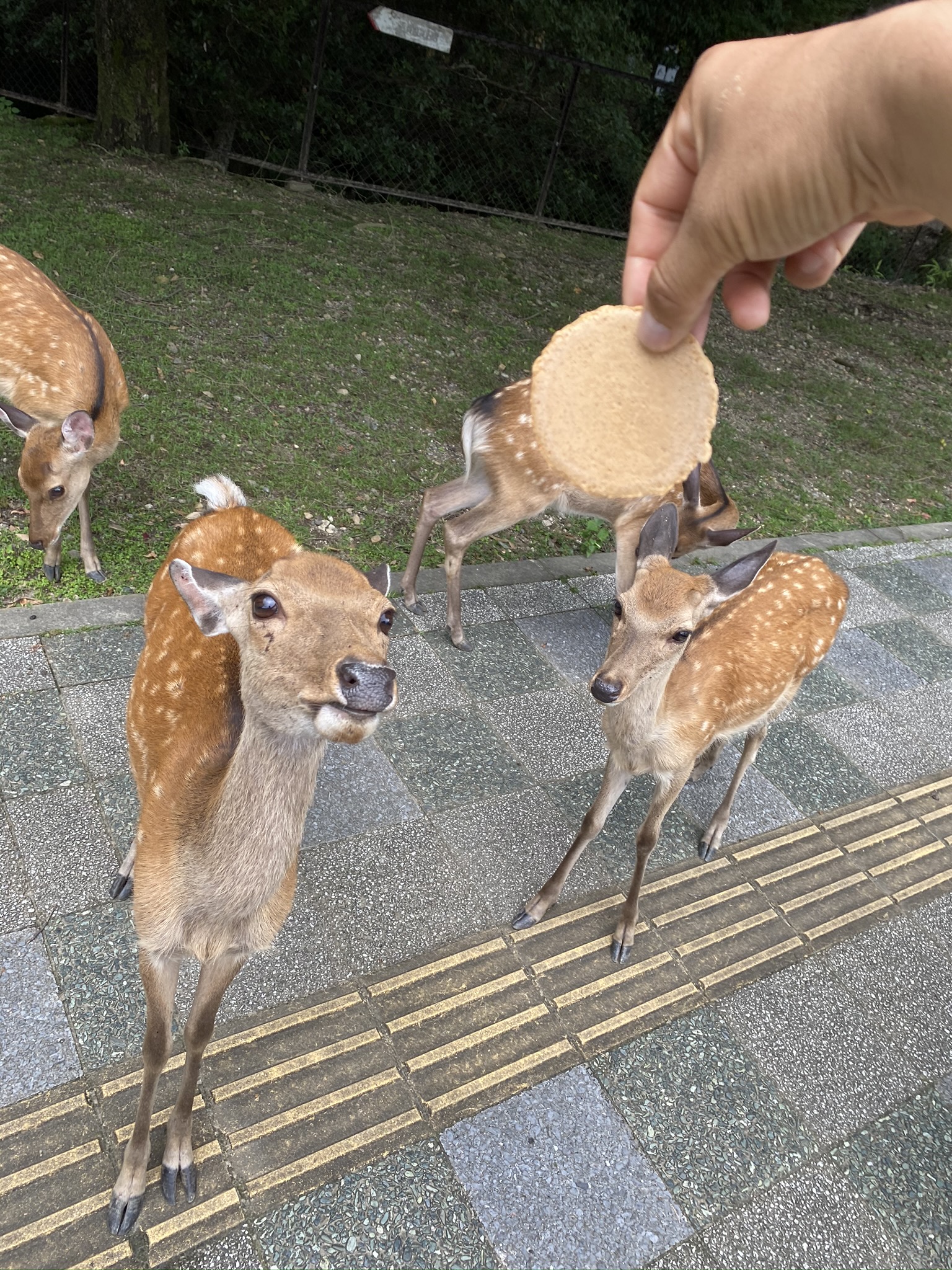 Animals in shrines as messengers from the god - Nature ＆ Culture of Japan