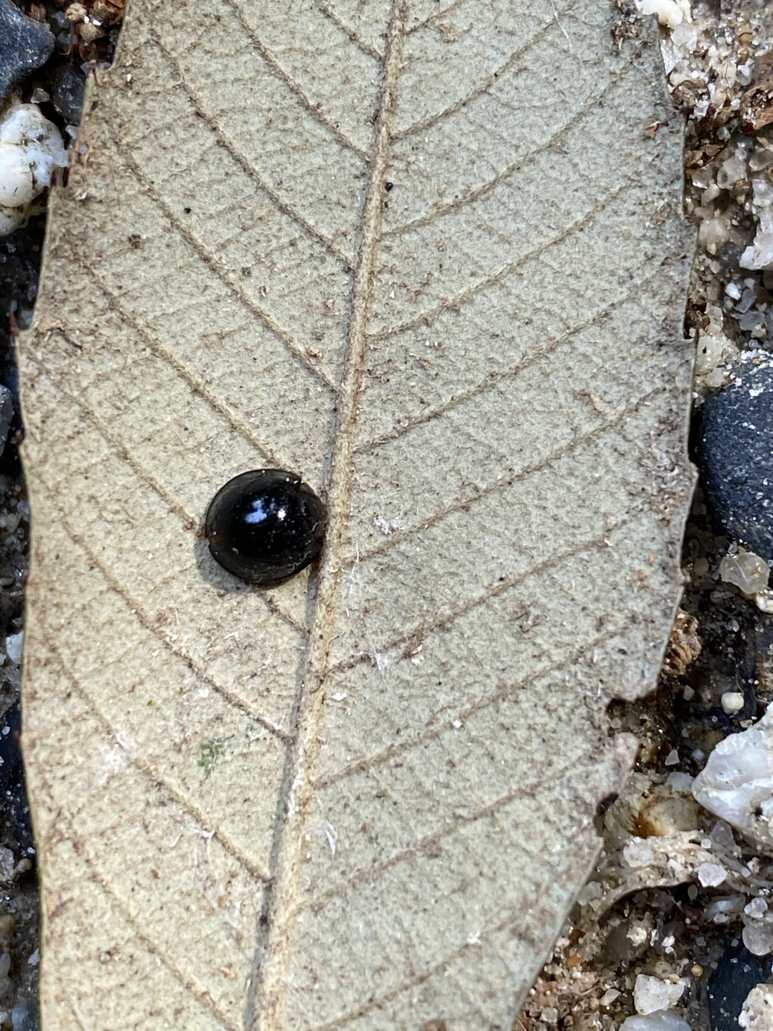Emperor Ladybug - Nature ＆ Culture of Japan