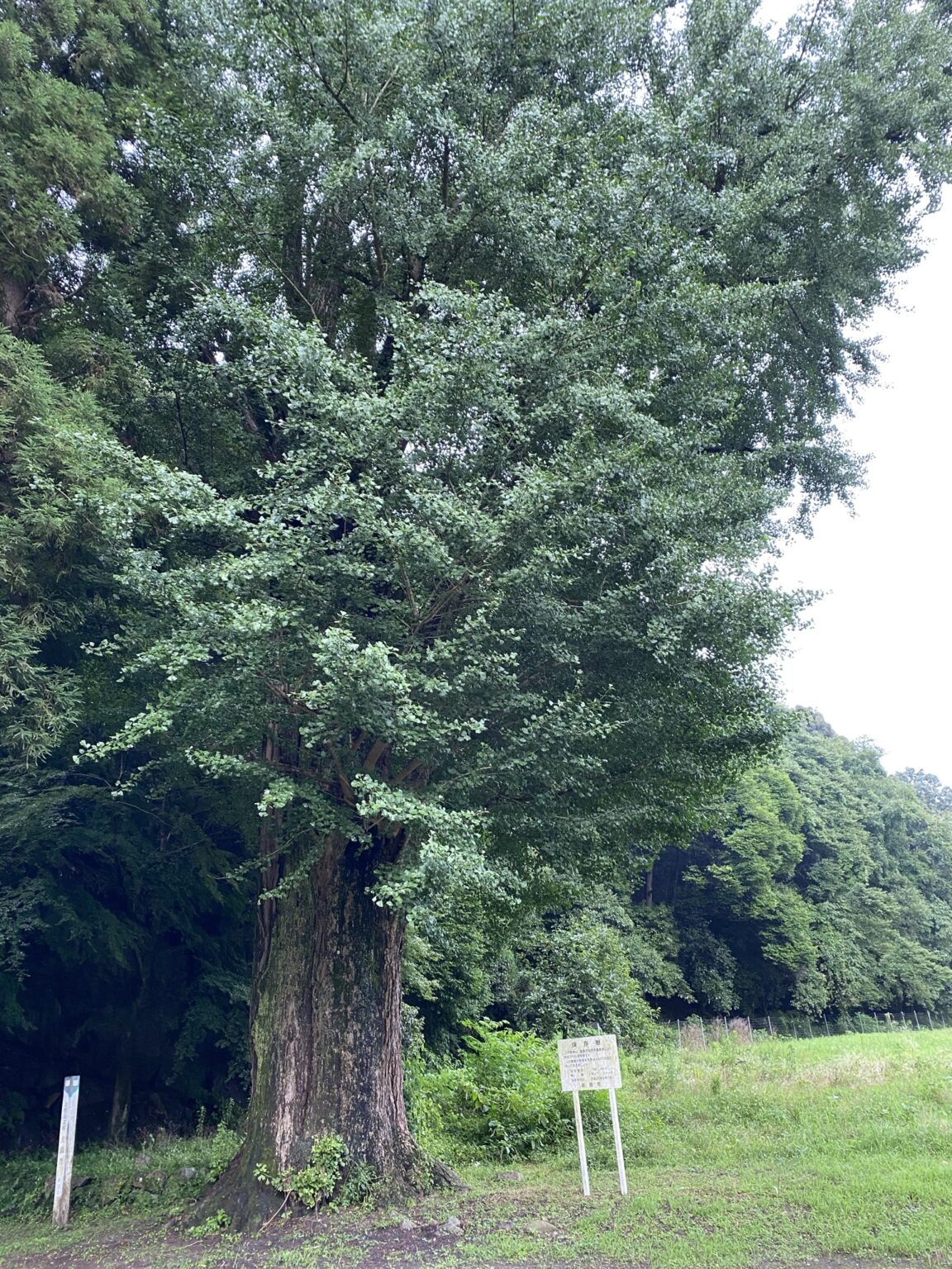 Ginkgo (2) Giant Trees - Nature ＆ Culture of Japan