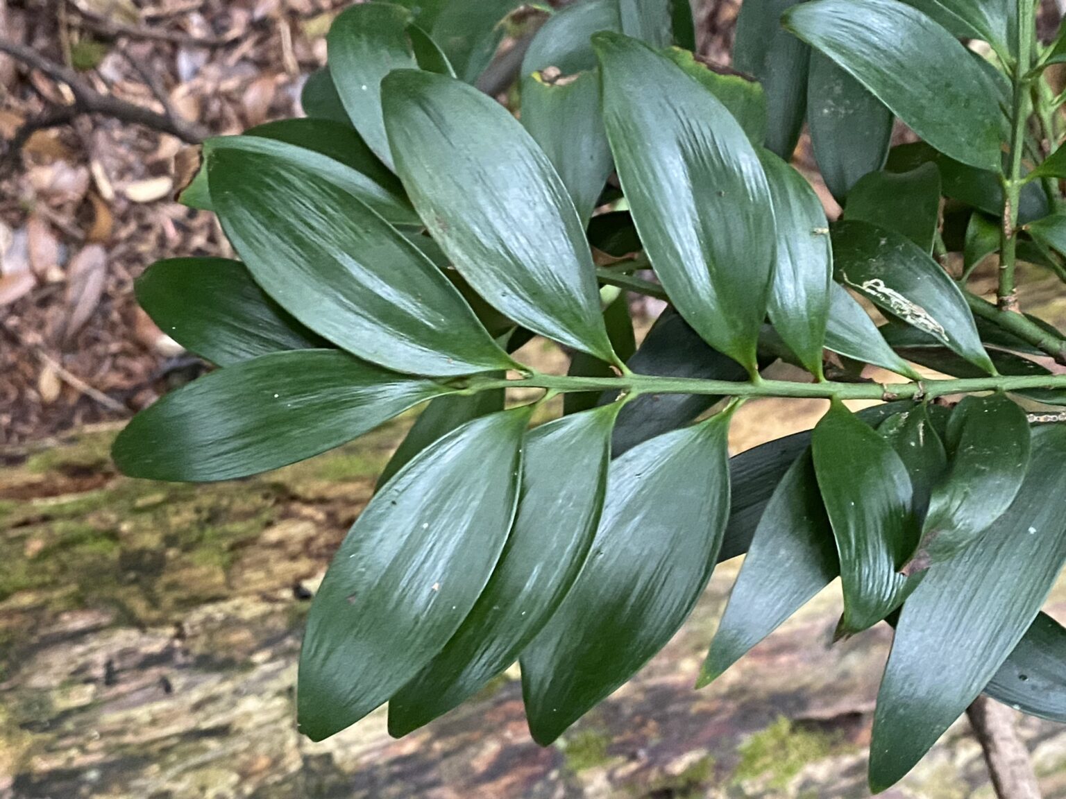 A strange needle-leaf tree, nagi - Nature ＆ Culture of Japan