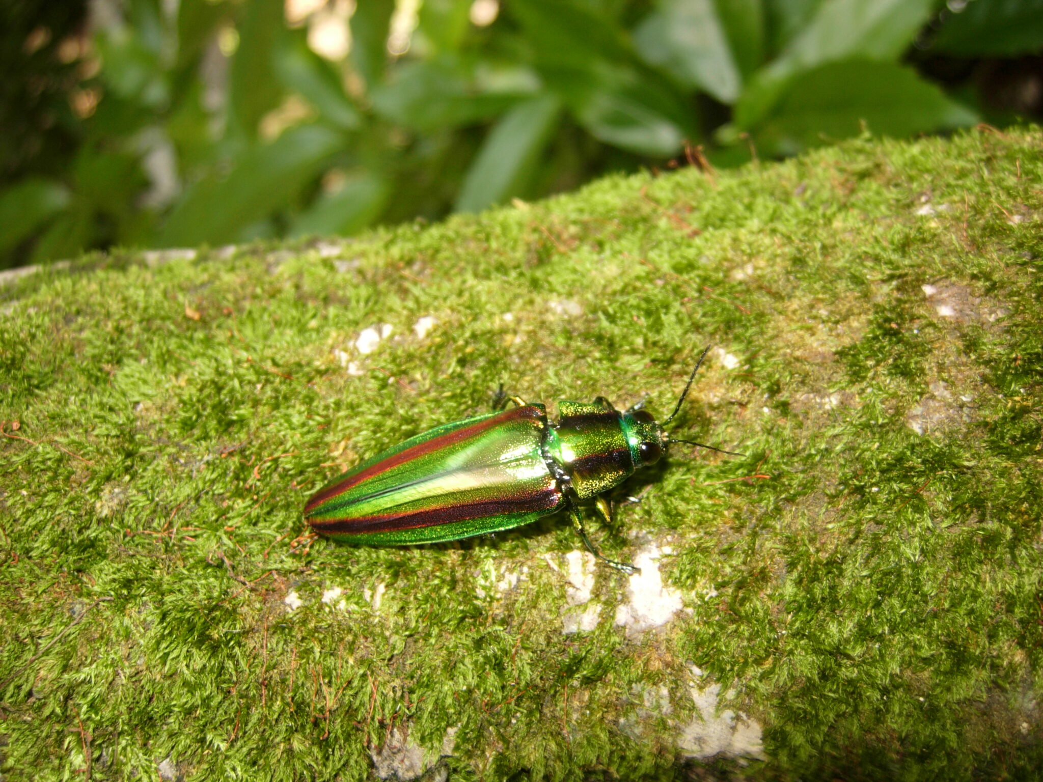 About the Japanese jewel beetles（タマムシについての言われ） - Nature ＆ Culture of Japan